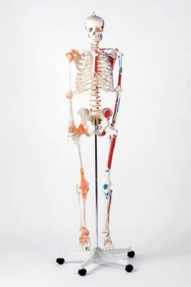 Squelette Humain Avec Muscles